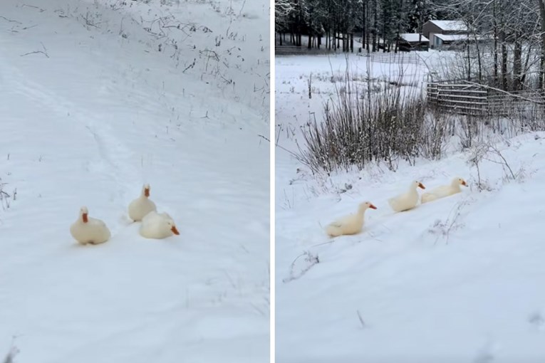 3 Pekin Ducks Discover Snow and the Internet Melts - Dallas Single (Mom ...