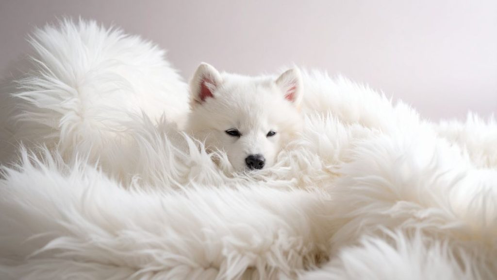 A Samoyed’s Shed Season Takes Over the House - Dallas Single (Mom) Parents