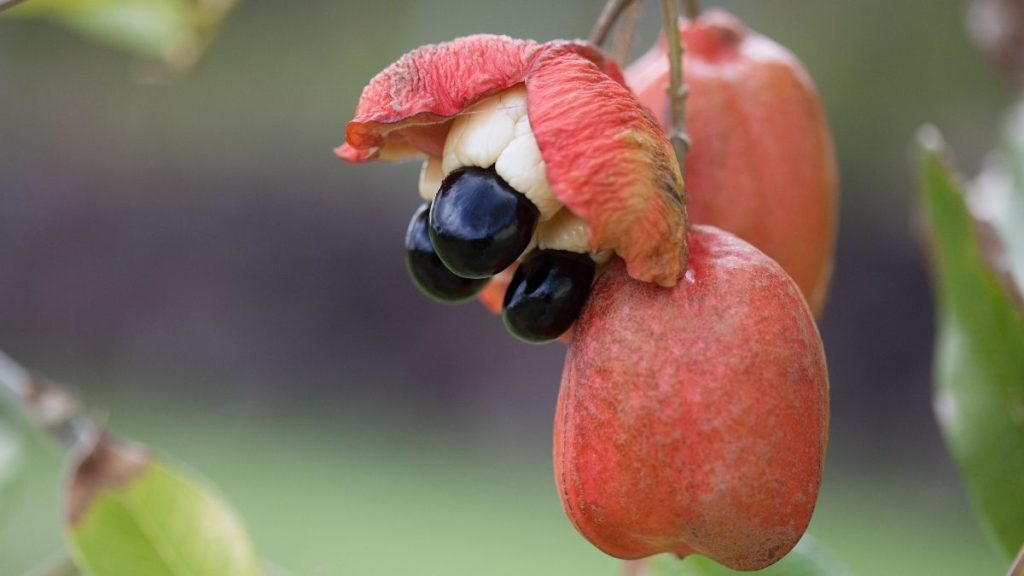 Fruits That Are Dangerous If Not Prepared Correctly - Dallas Single ...