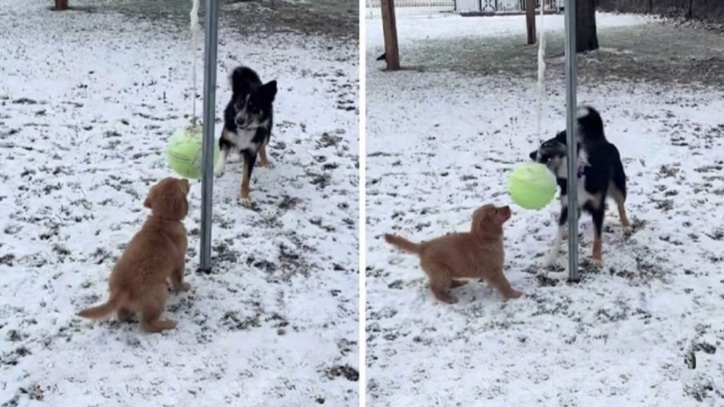 Border Collie Patiently Teaches Golden Retriever Puppy How To Play In ...