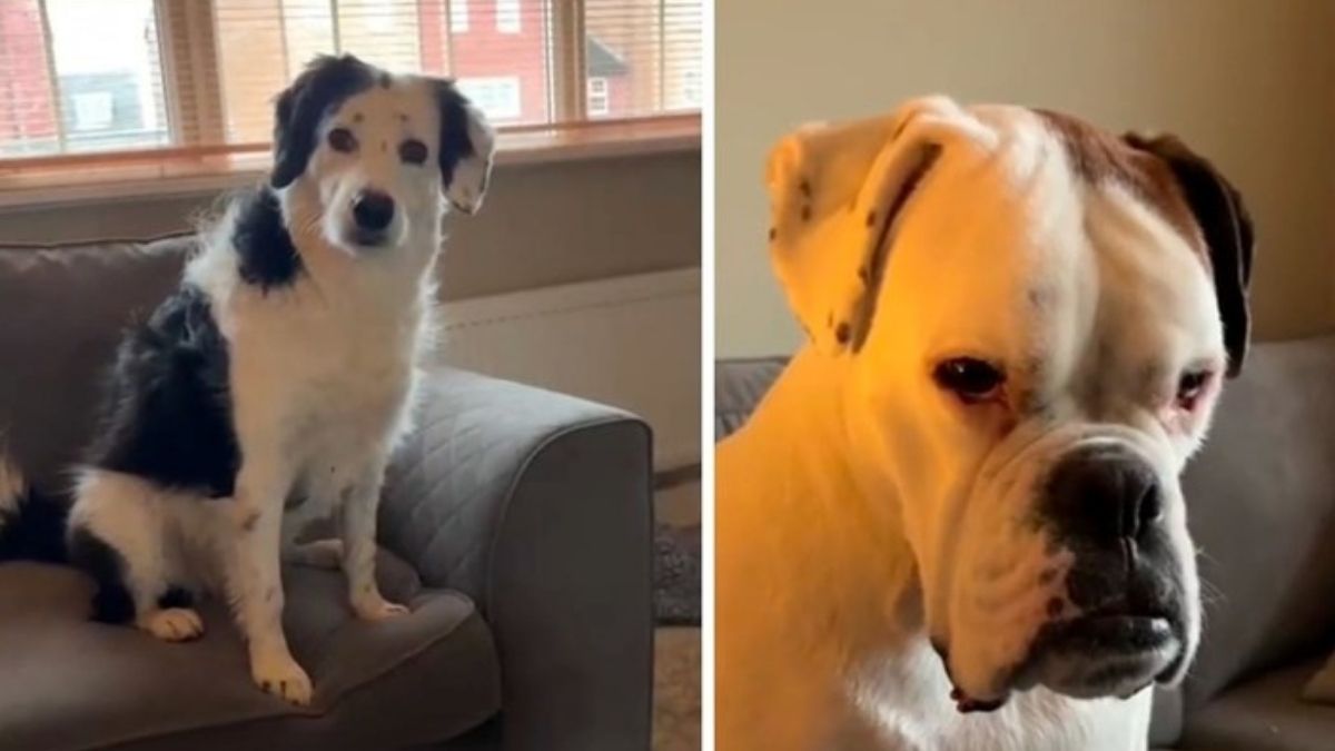 This Boxer’s Reaction to a Dog Sitter Has the Internet Laughing ...