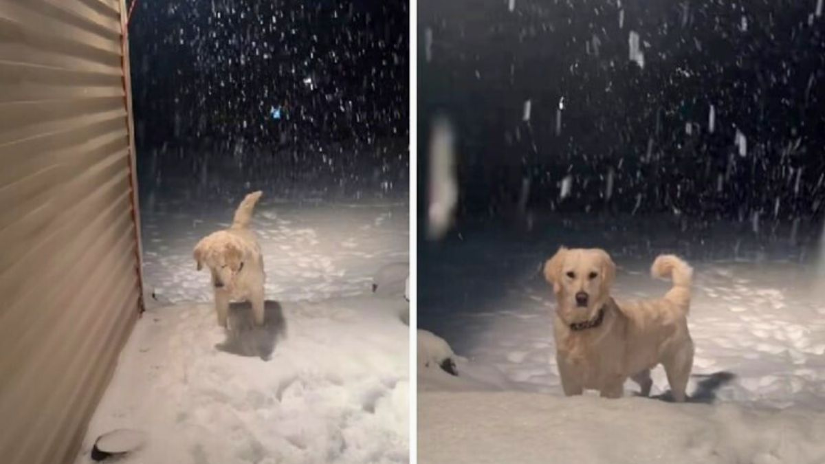 A Golden Retriever’s Snow Day Joy Is Winning Hearts Online - Dallas ...