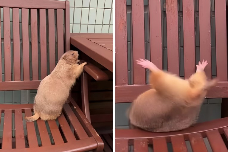 A Prairie Dog’s Confident Jump Became the Funniest Viral Slip - Dallas ...