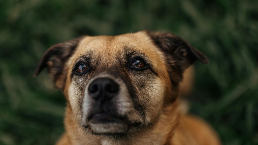 Seven Signs Your Senior Dog Is Still Living Its Best Life - Dallas ...